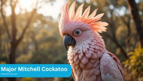 Major Mitchell Cockatoo: The Most Stunning Parrot Ever? - Dallas Parrots